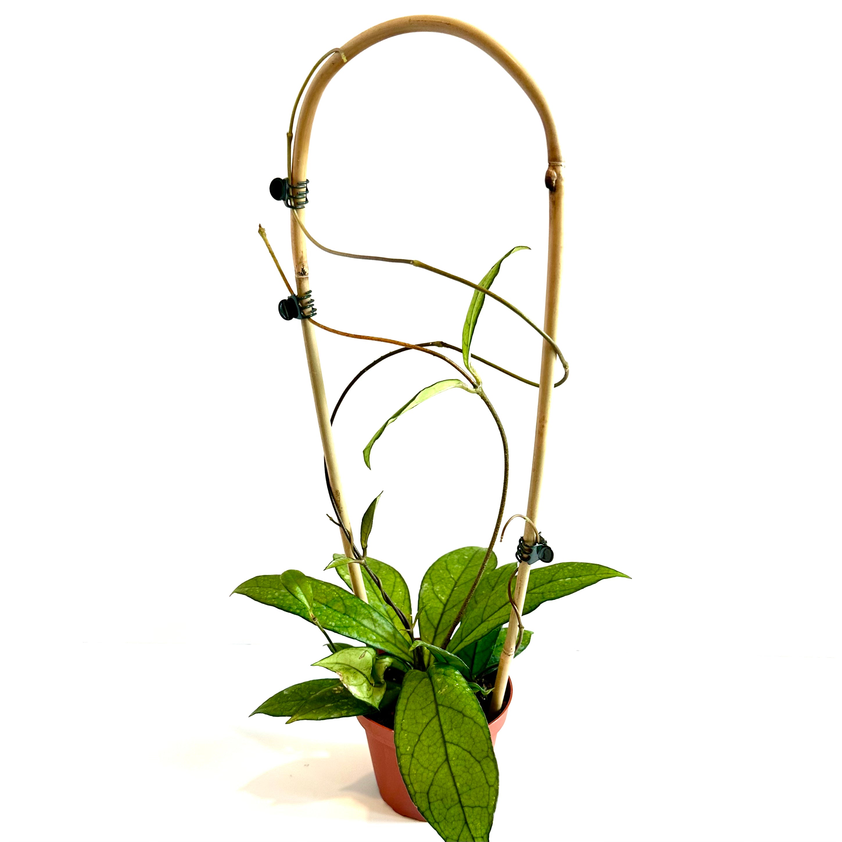 Bamboo Hoop Trellis – Shirley’s Plant Farm